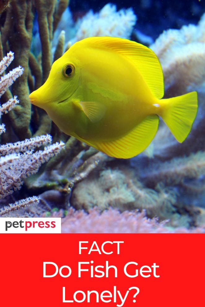 Explained: Do Fish Get Lonely? How Fish Interact With Others