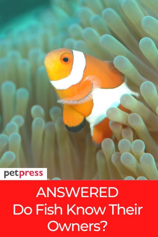 Interesting Fact - Do Fish Know Their Owners?