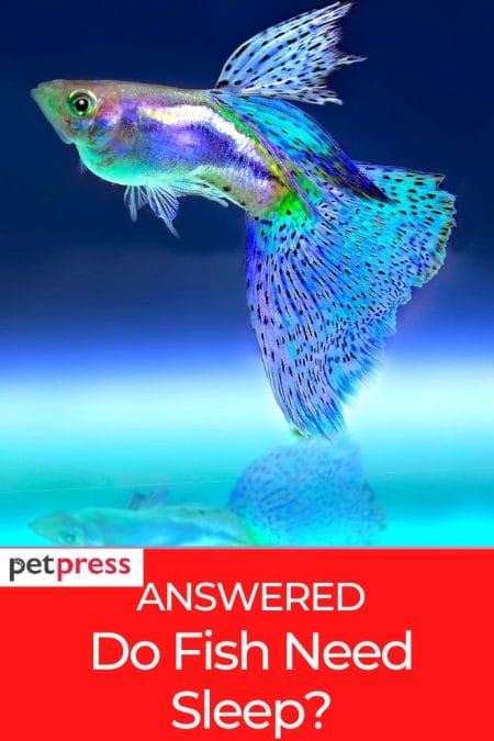 Answered: Do Fish Need Sleep And Why It Is Important to Know