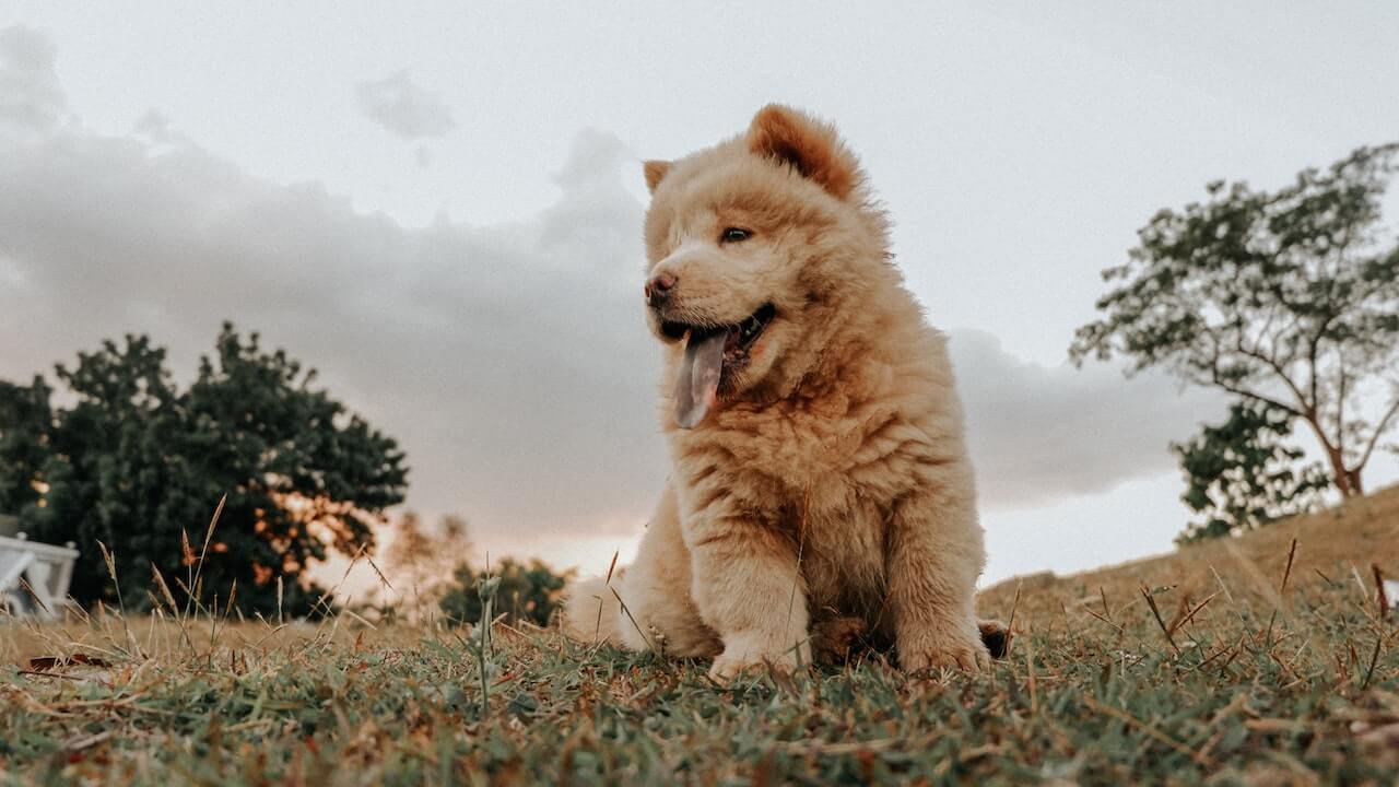 Unique Canines: 6 Dog Breeds With A Black Tongue