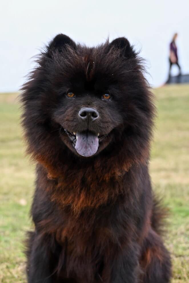 Unique Canines: 6 Dog Breeds With A Black Tongue
