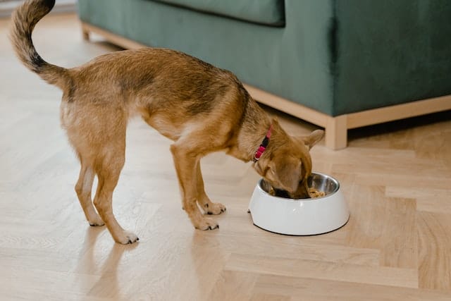 What is a Dog's Favorite Food? 7 Healthy Foods For Your Dog