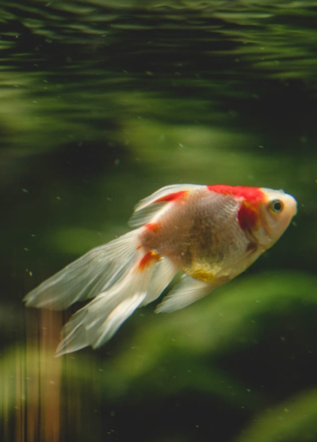 Interesting Fact - Do Fish Know Their Owners?