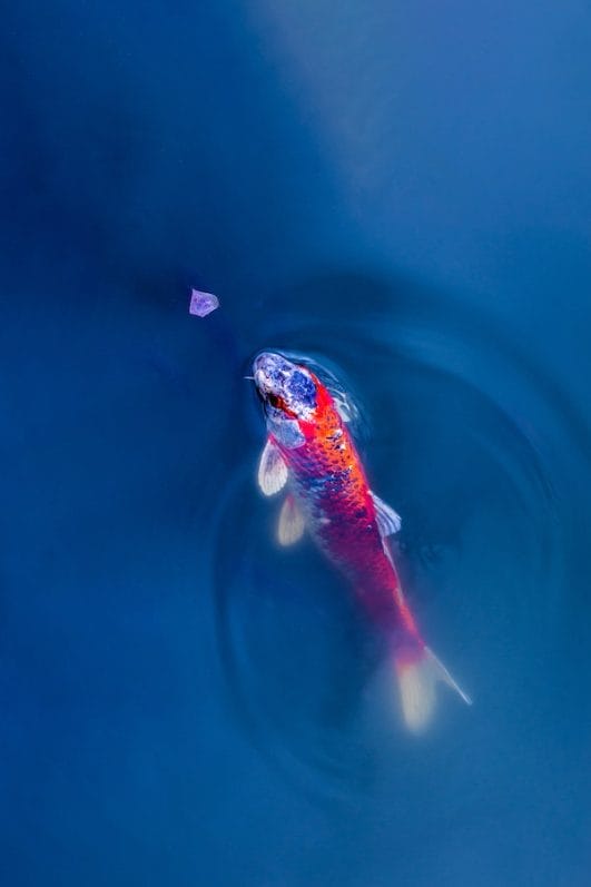 How Can You Tell a Fish is Happy? 5 Signs And Why It's Important