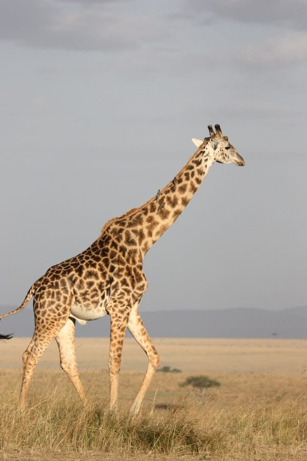 10+ Interesting giraffe facts That Are Fascinating And Amazing