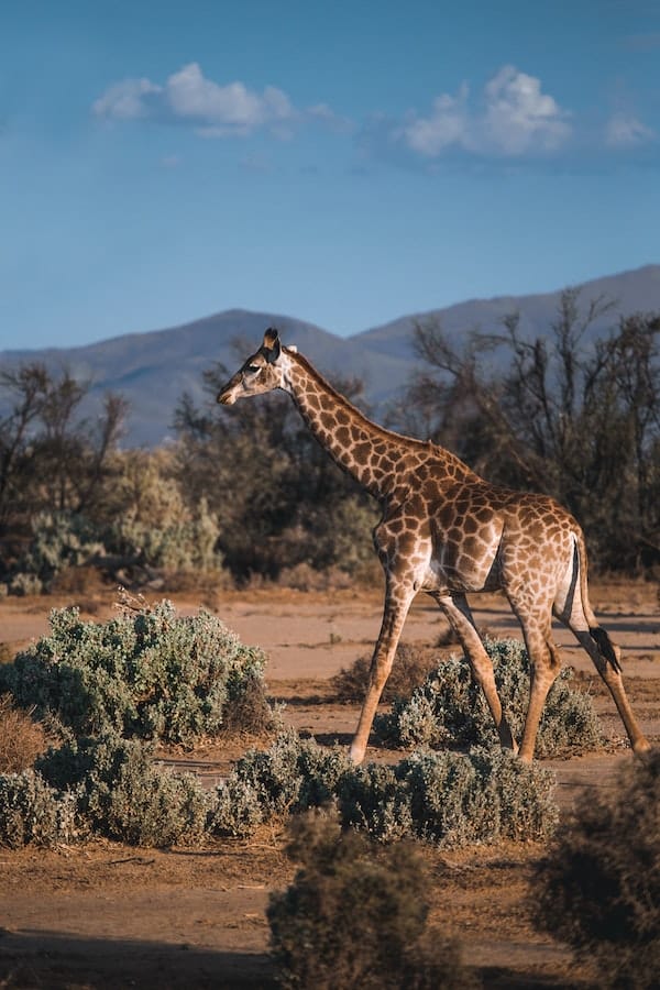 10+ Interesting giraffe facts That Are Fascinating And Amazing