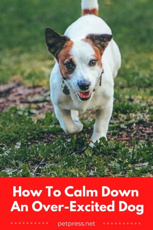 How To Calm Down An Over-Excited Dog: 10 Effective Tips