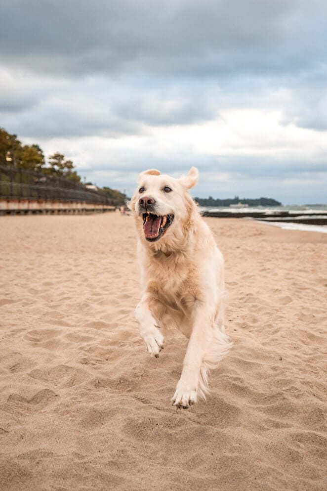 How To Calm Down An Over-Excited Dog: 10 Effective Tips