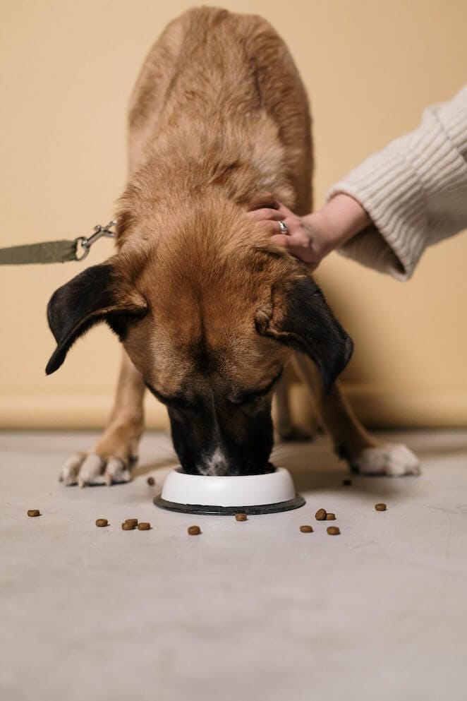 Dog Nutrition Basics: How to Read a Dog Food Label