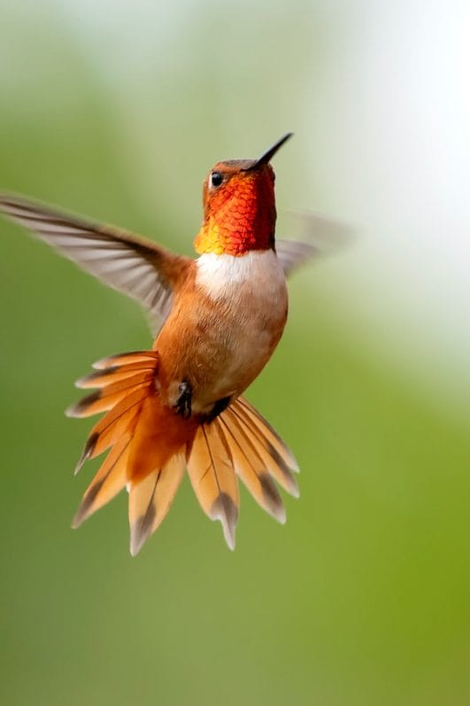 15 Interesting Hummingbird Facts That Will Amaze You