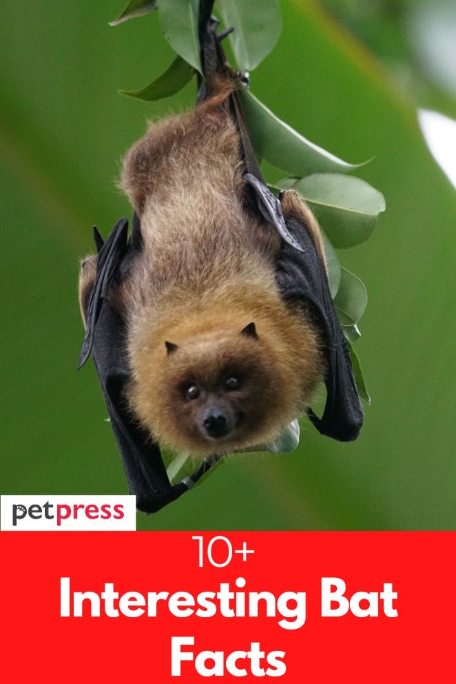 10 Interesting Bat Facts That Are Fascinating And Will Amaze You