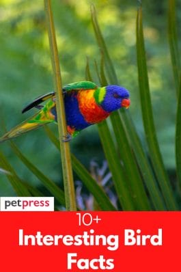 10+ Interesting Bird Facts That Are Amazing And Will Surprise You