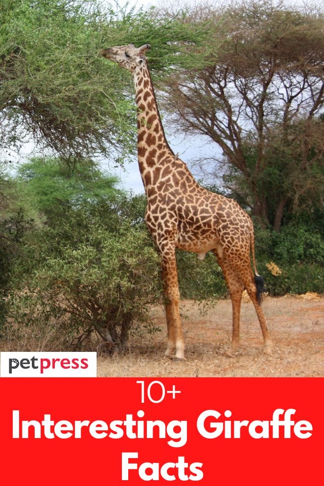 10+ Interesting giraffe facts That Are Fascinating And Amazing