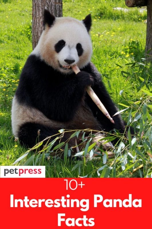 10+ Interesting Panda Facts That You Probably Didn't Know