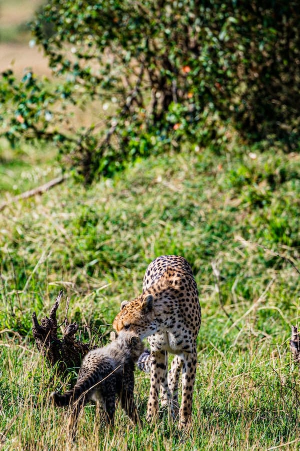 10+ Interesting Leopard Facts That You Probably Didn't Know