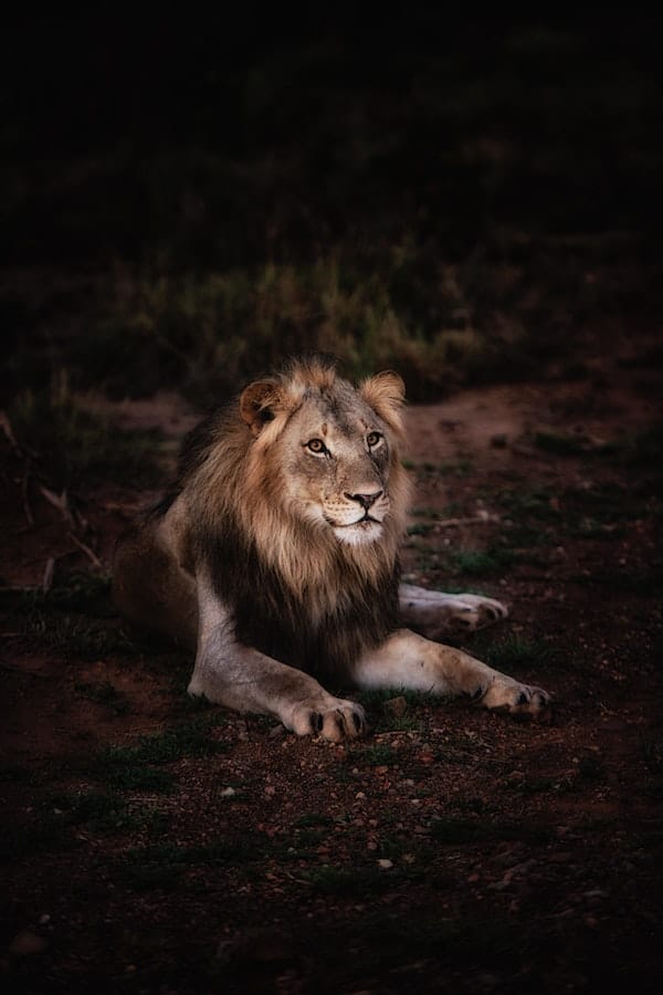 10+ Interesting Lion Facts That will Make You Amaze