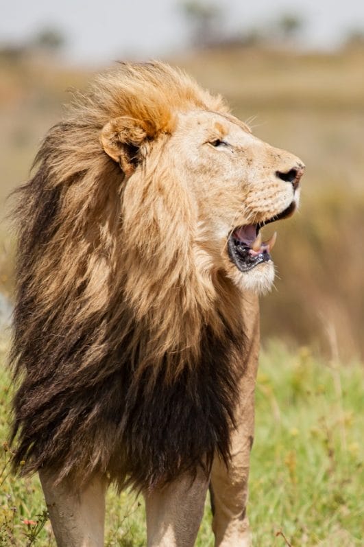 10+ Interesting Lion Facts That will Make You Amaze