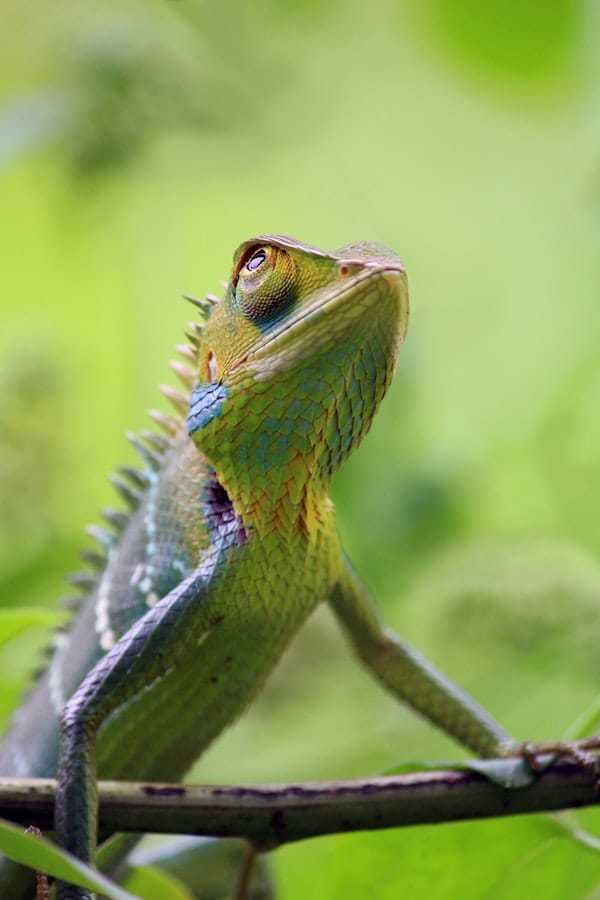 10+ Interesting Lizard Facts That Will Surprise You