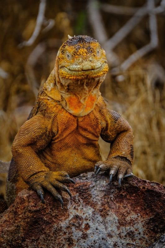10+ Interesting Lizard Facts That Will Surprise You