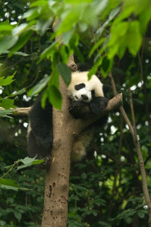 10+ Interesting Panda Facts That You Probably Didn't Know