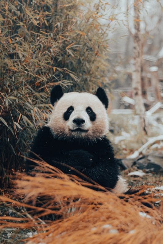 10+ Interesting Panda Facts That You Probably Didn't Know