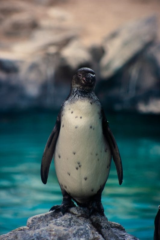 10+ Interesting Penguin Facts That You Should Know