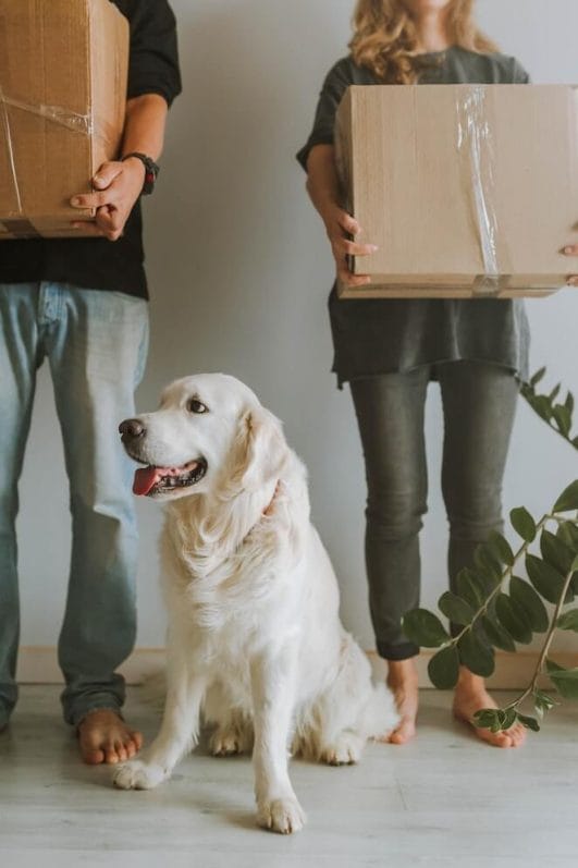 10 Questions To Ask When You Adopt A Dog From A Shelter