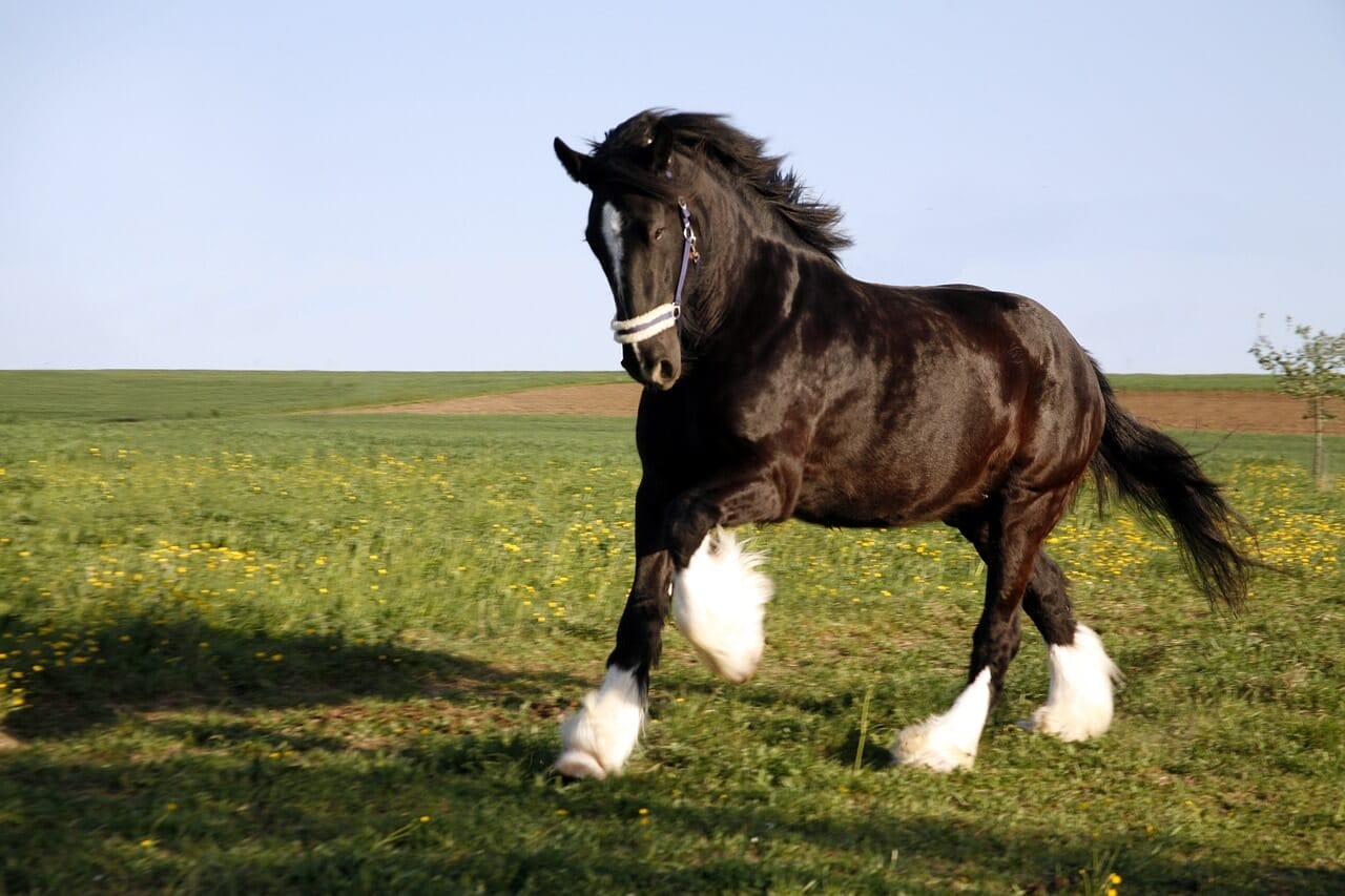 10 Rare Horse Breeds You Didn't Know Existed