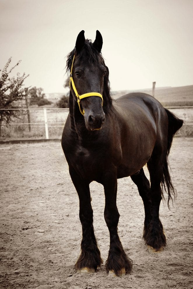 10 Rare Horse Breeds You Didn't Know Existed