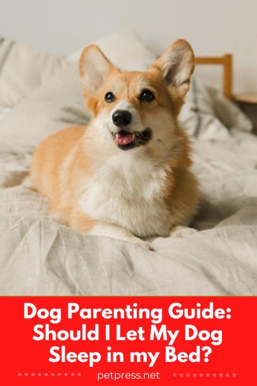 Dog Parenting Guide: Should I Let My Dog Sleep in my Bed?