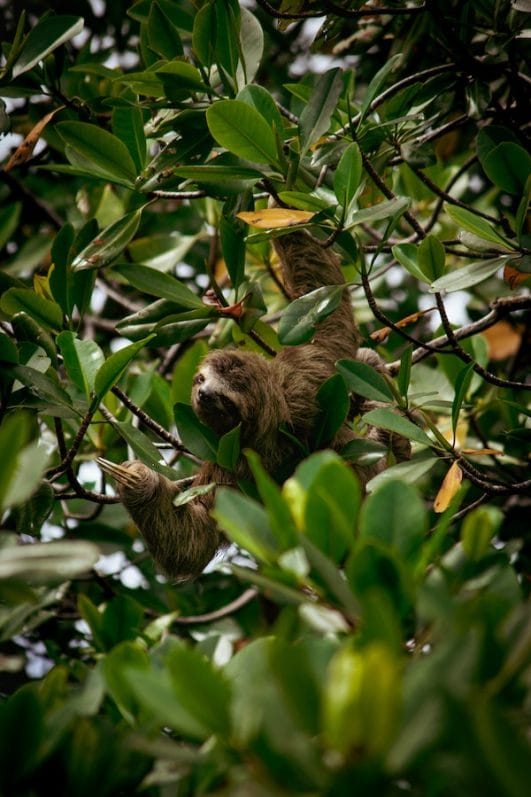 10+ Interesting Sloth Facts - All You Need To Know About Sloths