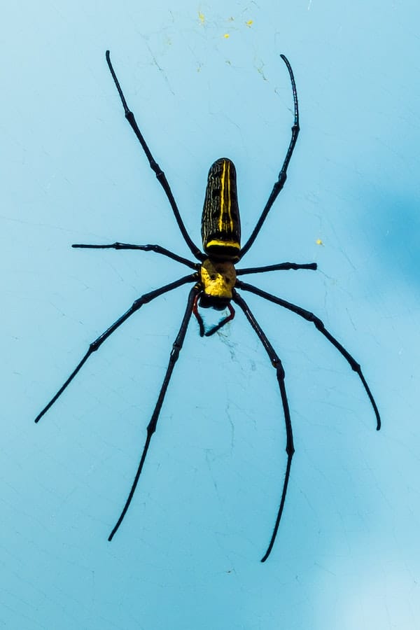 10+ Interesting Spider Facts That Will Surprised You Entirely