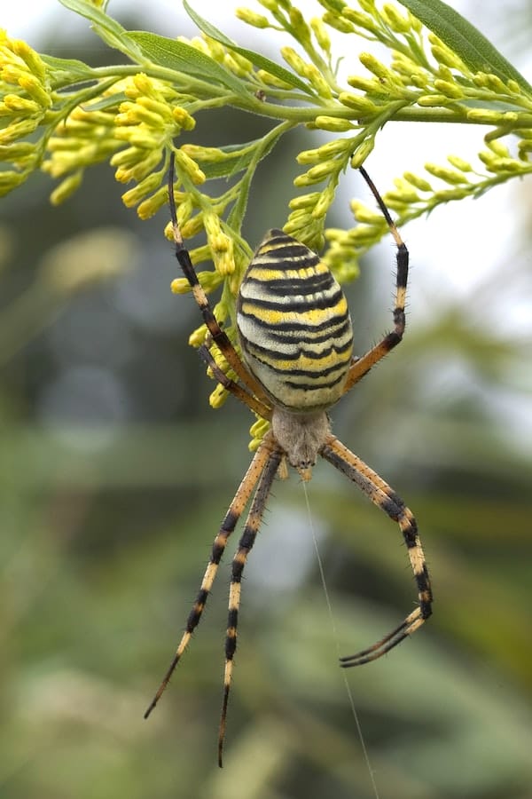 10+ Interesting Spider Facts That Will Surprised You Entirely
