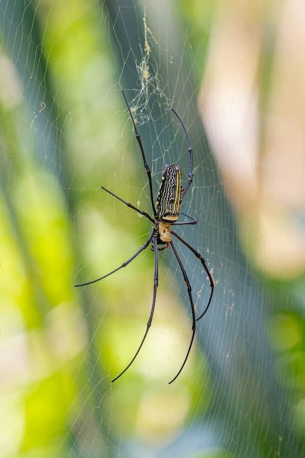 10+ Interesting Spider Facts That Will Surprised You Entirely