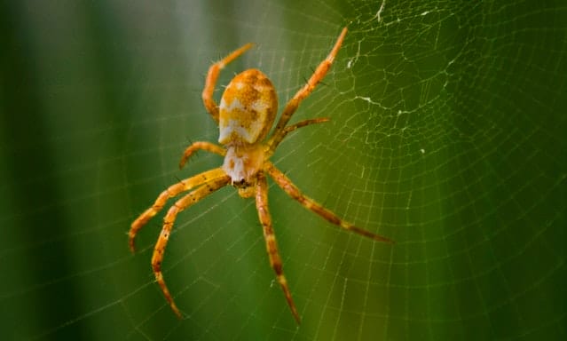 10+ Interesting Spider Facts That Will Surprised You Entirely