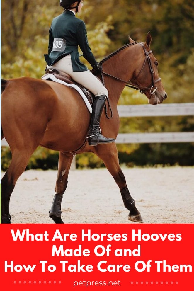 What Are Horses Hooves Made Of and How To Take Care Of Them