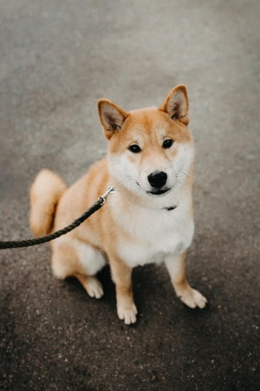 Adorable Yappers: What Dog Breeds Bark A Lot?