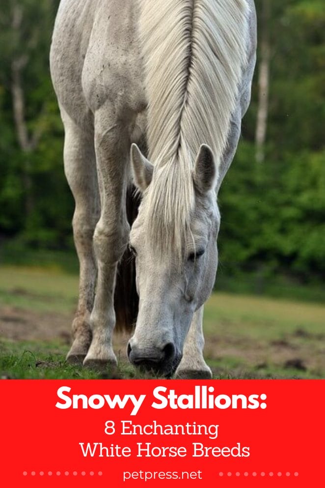 Snowy Stallions: 8 Enchanting White Horse Breeds