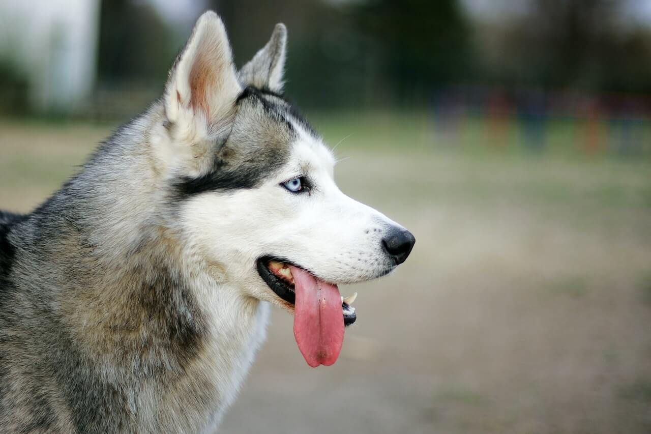 Dog Ear Health: Why Do Dogs' Ears Stink?