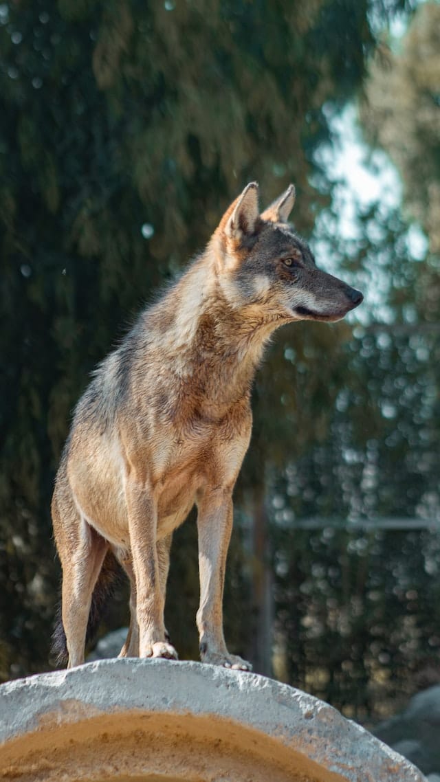 10+ Interesting Wolf Facts That You Probably Didn't Know