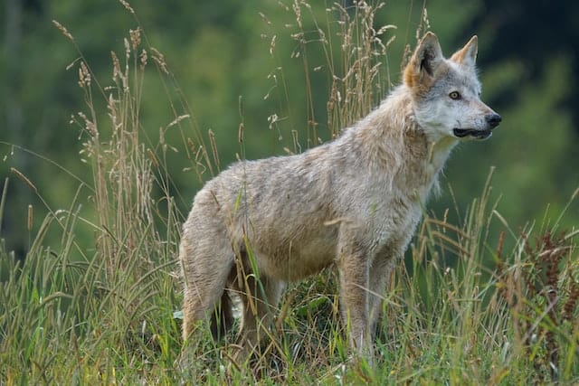 10+ Interesting Wolf Facts That You Probably Didn't Know