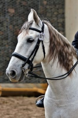 10 Spanish Horse Breeds You'll Love: An Overview