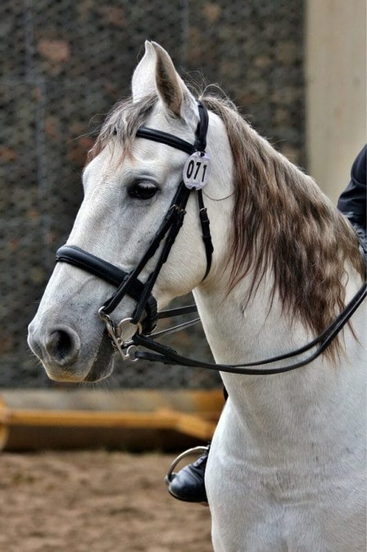 10 Spanish Horse Breeds You'll Love: An Overview
