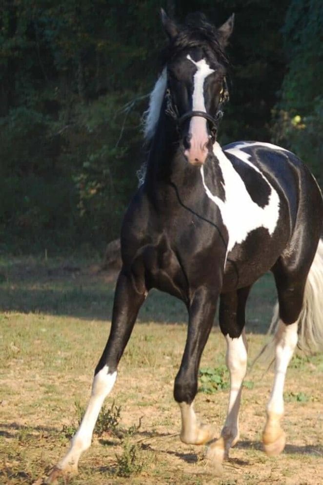10 Spanish Horse Breeds You'll Love: An Overview