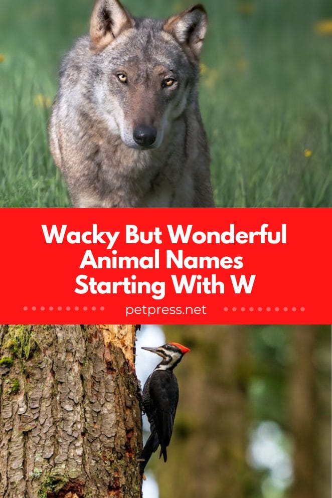 Wacky But Wonderful: A List of Animal Names Starting With W - PetPress