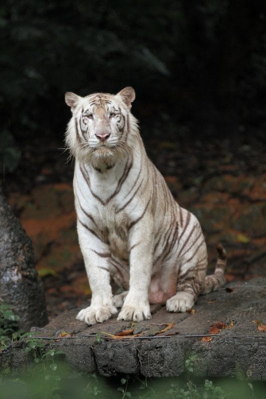 Wacky But Wonderful: A List of Animal Names Starting With W - PetPress