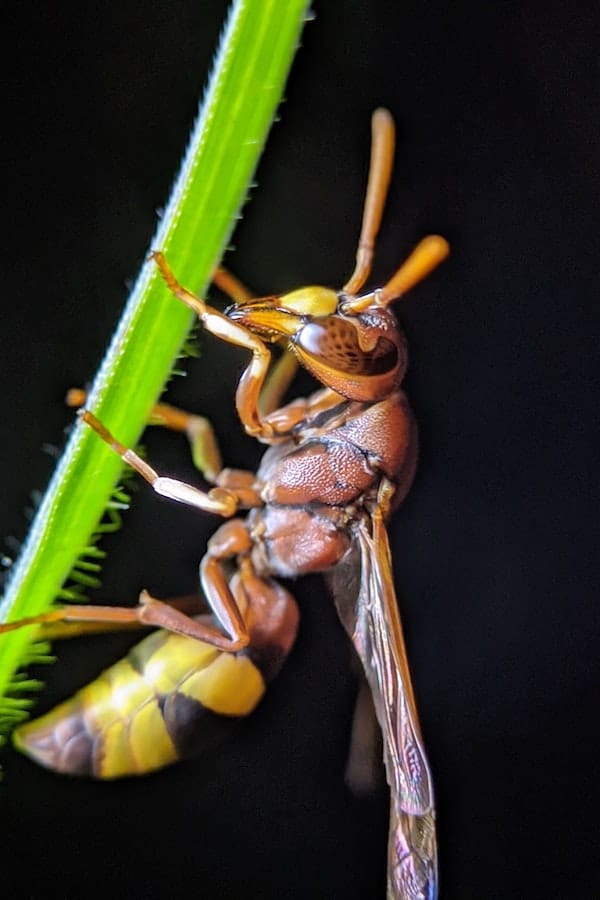 Wacky But Wonderful: A List of Animal Names Starting With W - PetPress