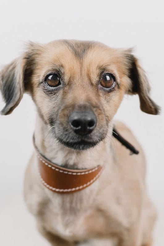 Top 45 Trendy Firefighter Dog Names