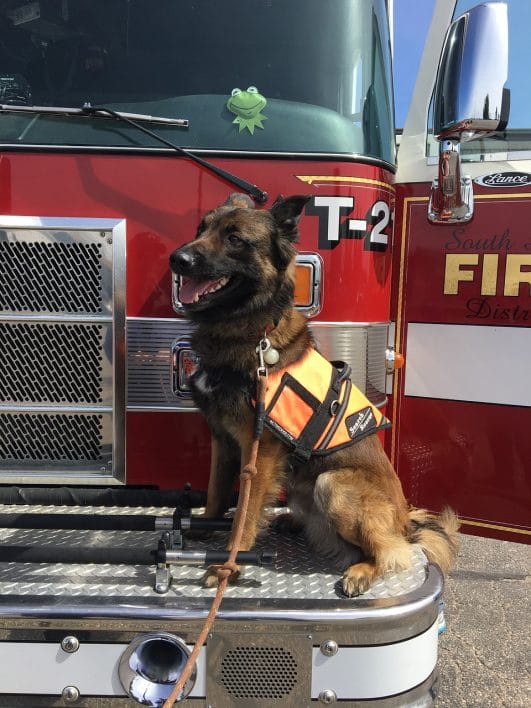 Top 45 Trendy Firefighter Dog Names
