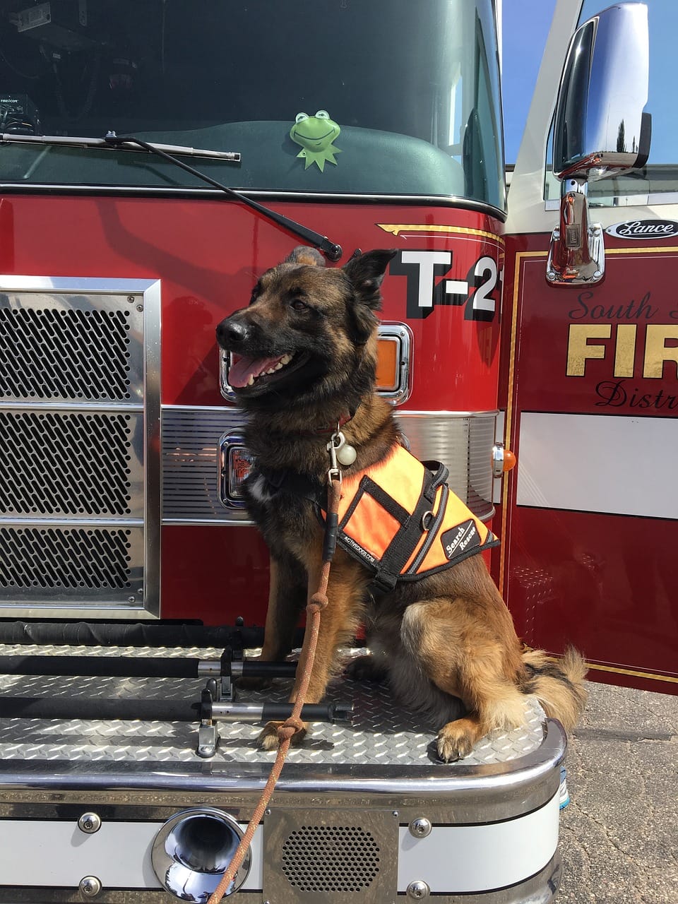 Top 45 Trendy Firefighter Dog Names